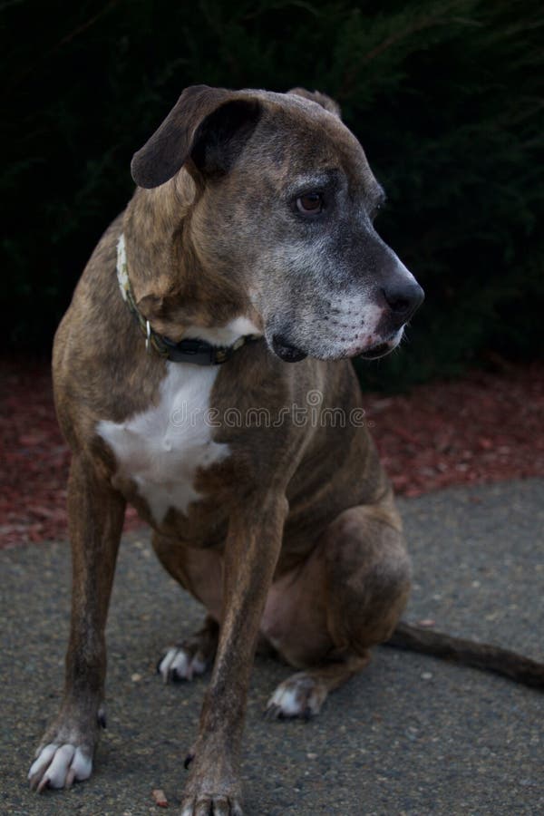 Sad Rescue Dog stock image. Image of hunting, forest - 50587459