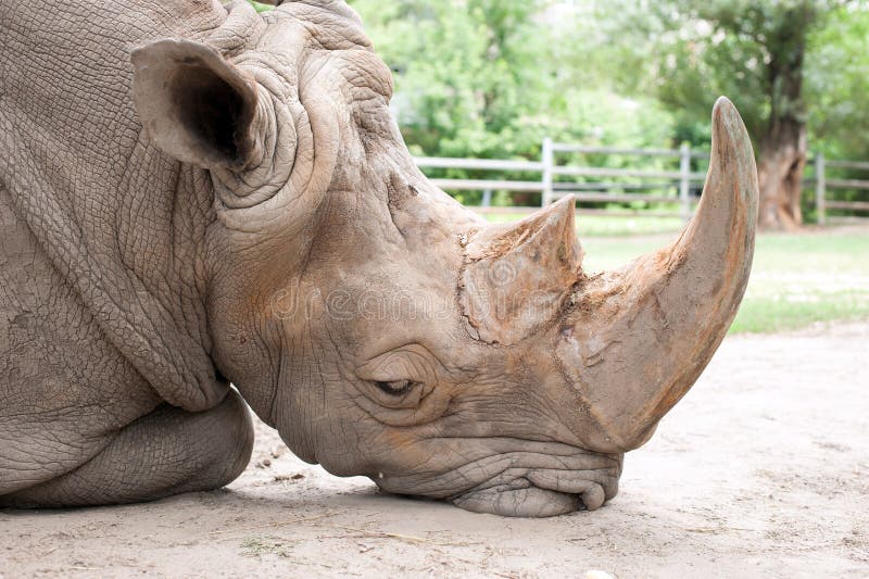 Sad rhino at the zoo stock image. Image of texture, sadness - 76948799