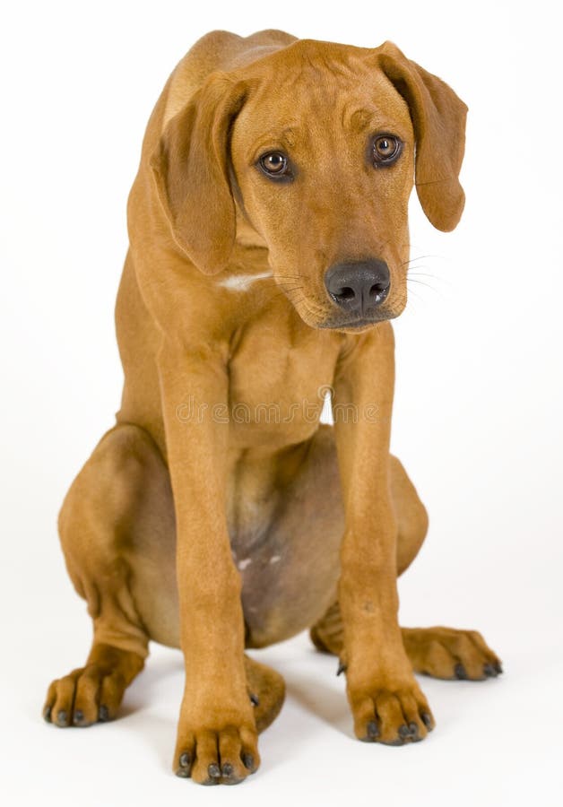 Rhodesian Ridgeback Puppy with Its Mom Stock Photo - Image of african ...