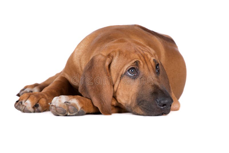 Sad Ridgeback Puppy Lying Down Stock Photo - Image of domestic ...