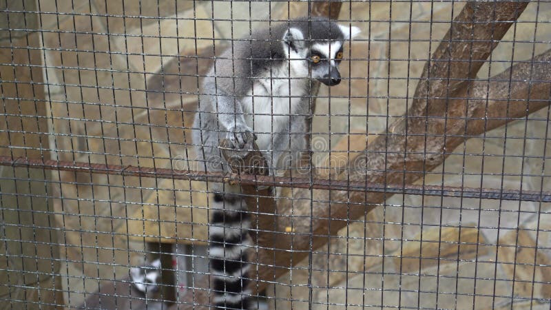Sad Ring-tailed Lemur in a Zoo in a Cage Stock Video - Video of male ...