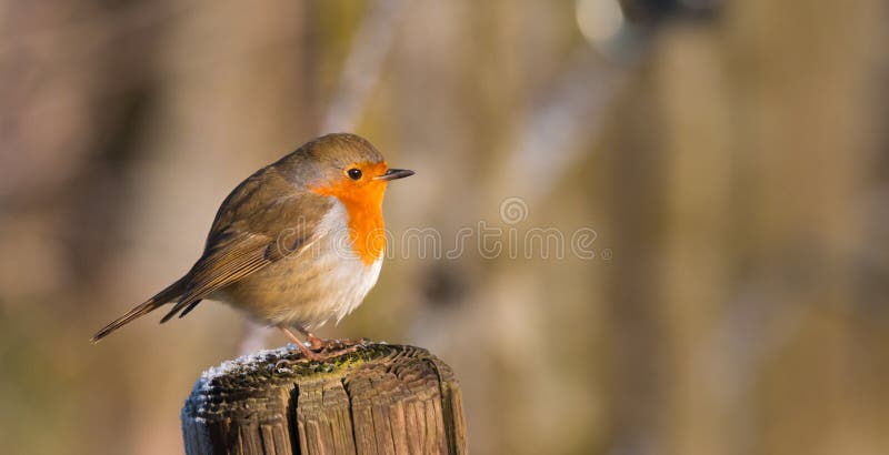 Sad Robin Sitting on a Pole Stock Photo - Image of closeup, pole: 95457200