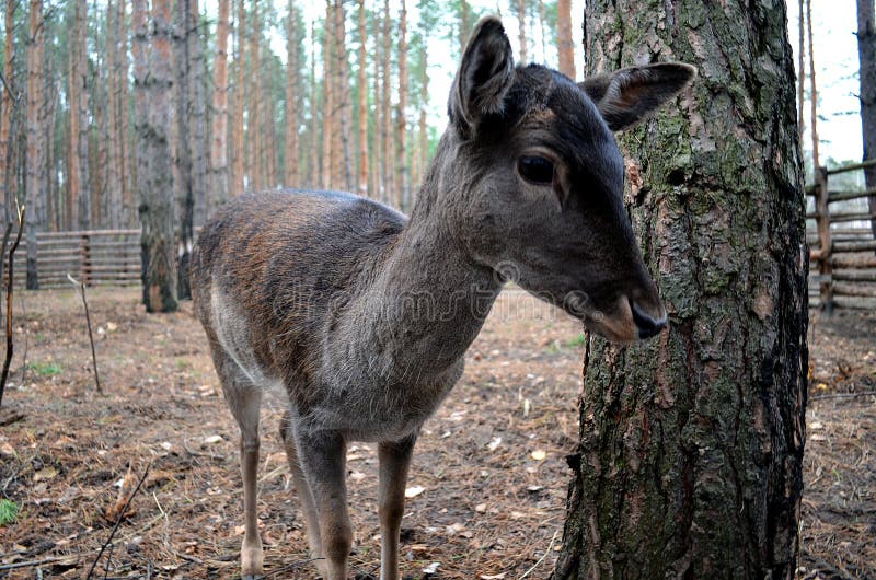 A Sad Roe Deer Stands Near a Tree in a Large Aviary Stock Photo - Image ...