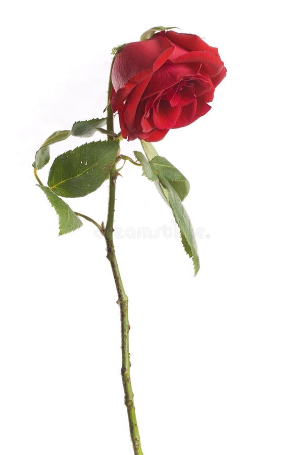Sad Dead or Wilting Red Rose on White Stock Image - Image of green ...