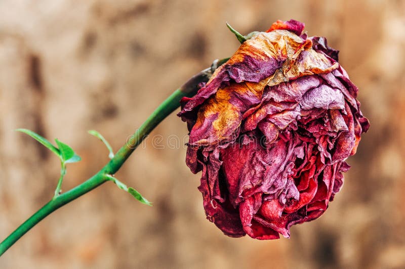 Sad Rose that S Upside Down Stock Image - Image of ornamental, birthday ...