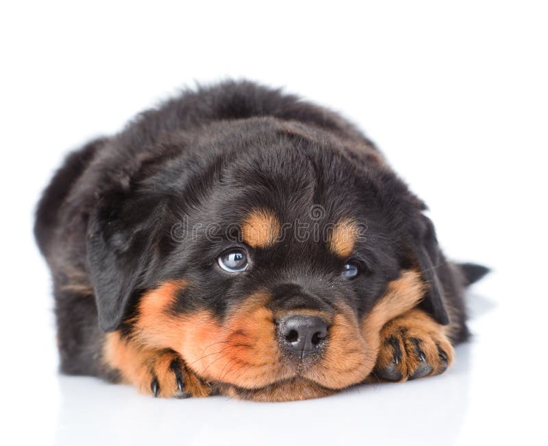 Sad Rottweiler Puppy Lying in Front View. Isolated on White Stock Photo ...