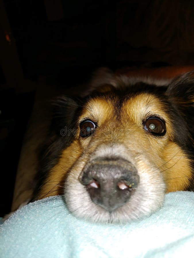 Sad sadie stock image. Image of sadie, nature - 162708687