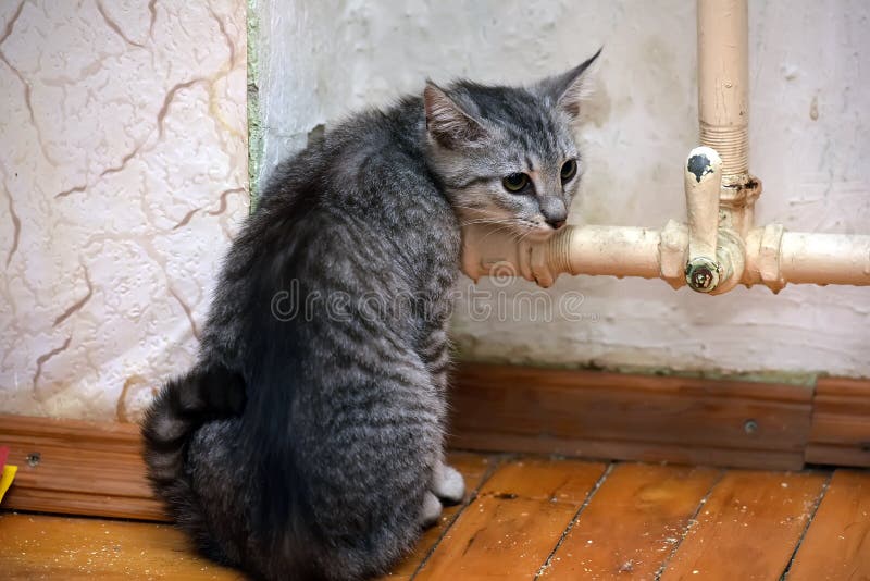 Scared gray kitten crying stock photo. Image of cute - 12795154