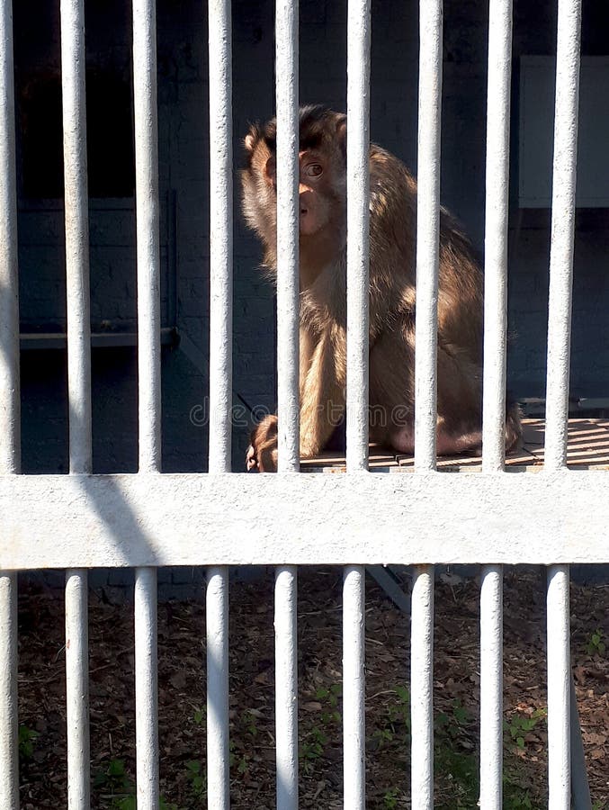 A Sad and Scared Monkey Behind Bars. Animal in the Zoo. the Concept of ...