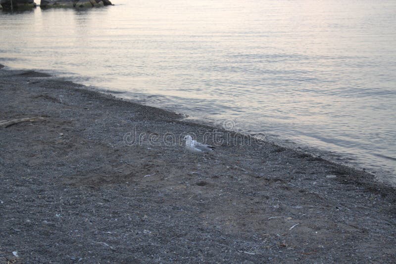 279 Sad Seagull Stock Photos - Free & Royalty-Free Stock Photos from ...