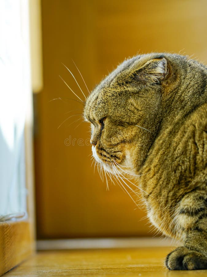 Sad Serious Scottish Fold Cat Looking at the Wall Stock Photo - Image ...