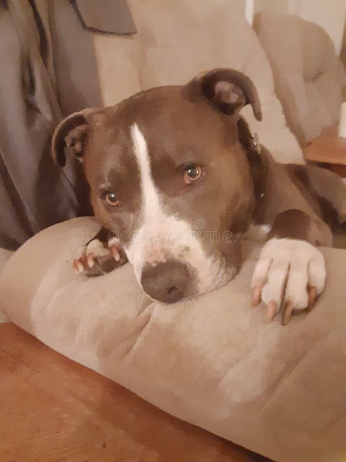 Sad Shadow stock photo. Image of shadow, pitbull, named - 218212772