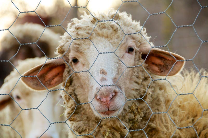 1,197 Sad Sheep Stock Photos - Free & Royalty-Free Stock Photos from ...