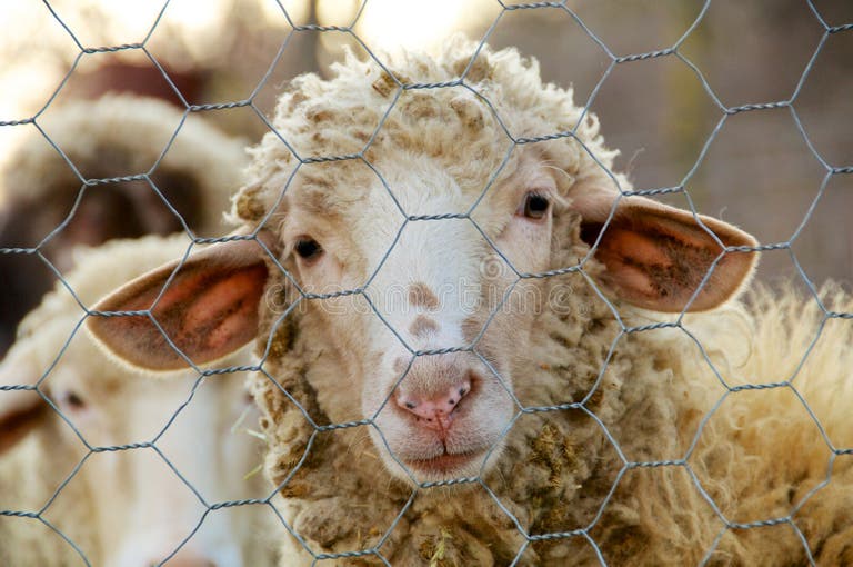 A sad sheep stock photo. Image of face, pasture, jail - 30941994