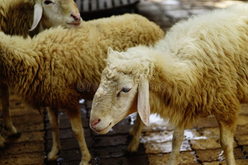 1,197 Sad Sheep Stock Photos - Free & Royalty-Free Stock Photos from ...