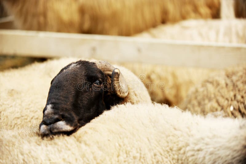 1,197 Sad Sheep Stock Photos - Free & Royalty-Free Stock Photos from ...
