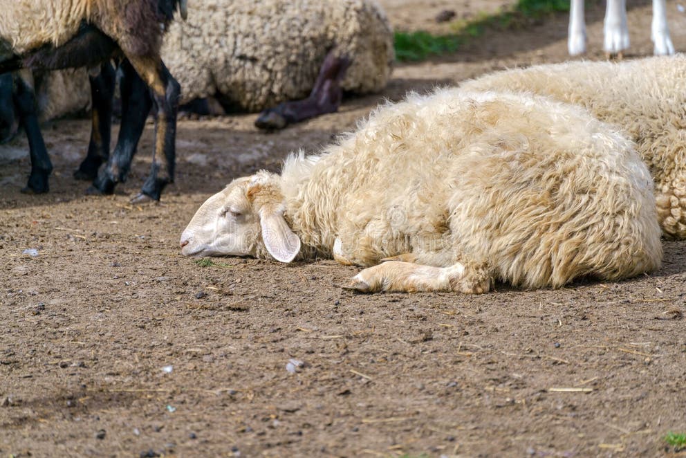 Sad Sheep Lying on the Ground Stock Image - Image of protection, sheep ...