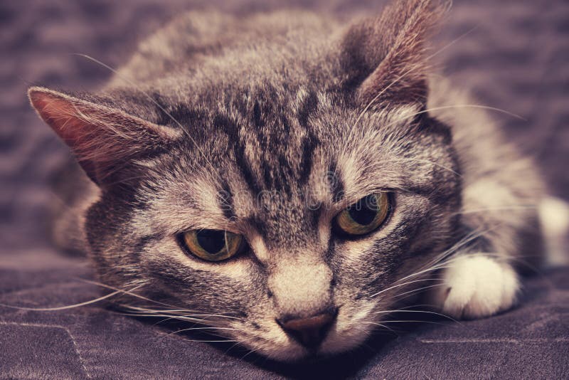 Sad Sick Cat Lying on the Couch, Close-up Stock Photo - Image of ...