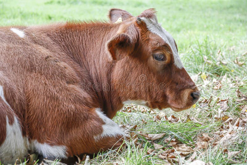 762 Sad Cow Photos - Free & Royalty-Free Stock Photos from Dreamstime