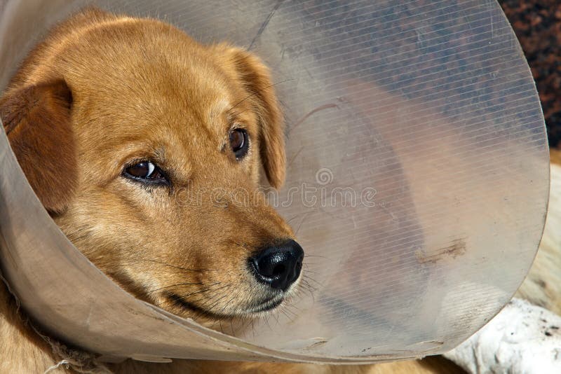 Sad sick dog stock photo. Image of domestic, grief, neck - 17333102
