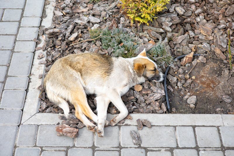 Homeless Abandoned Stray Dog Lying on Ground Stock Photo - Image of ...