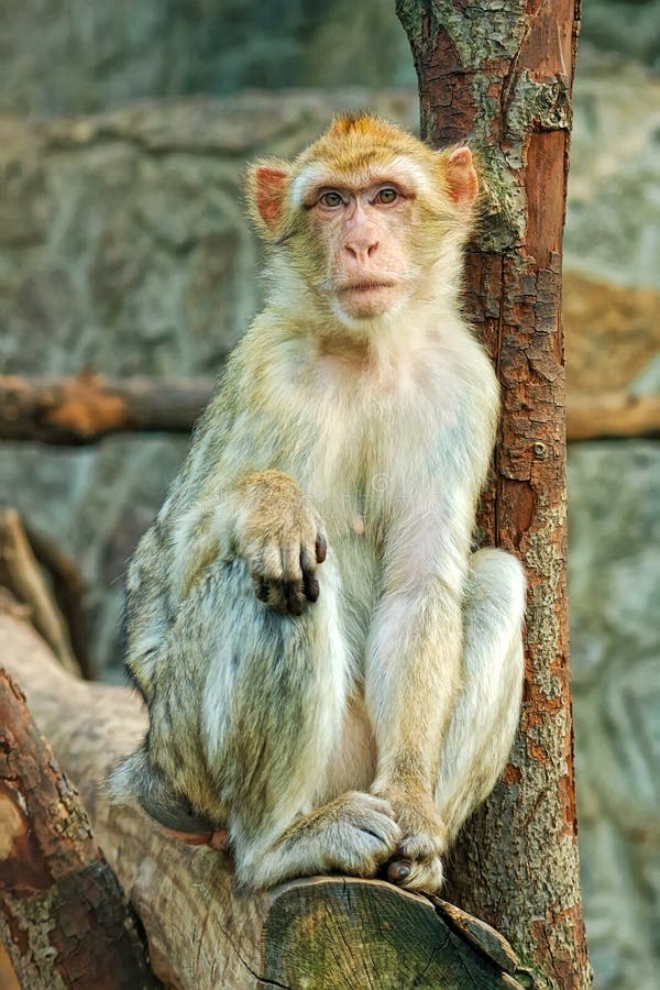 Sad sitting monkey stock image. Image of cute, wildlife - 12671803