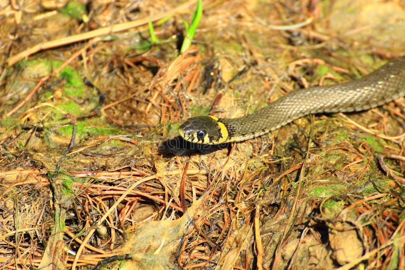 265 Sad Snake Stock Photos - Free & Royalty-Free Stock Photos from ...