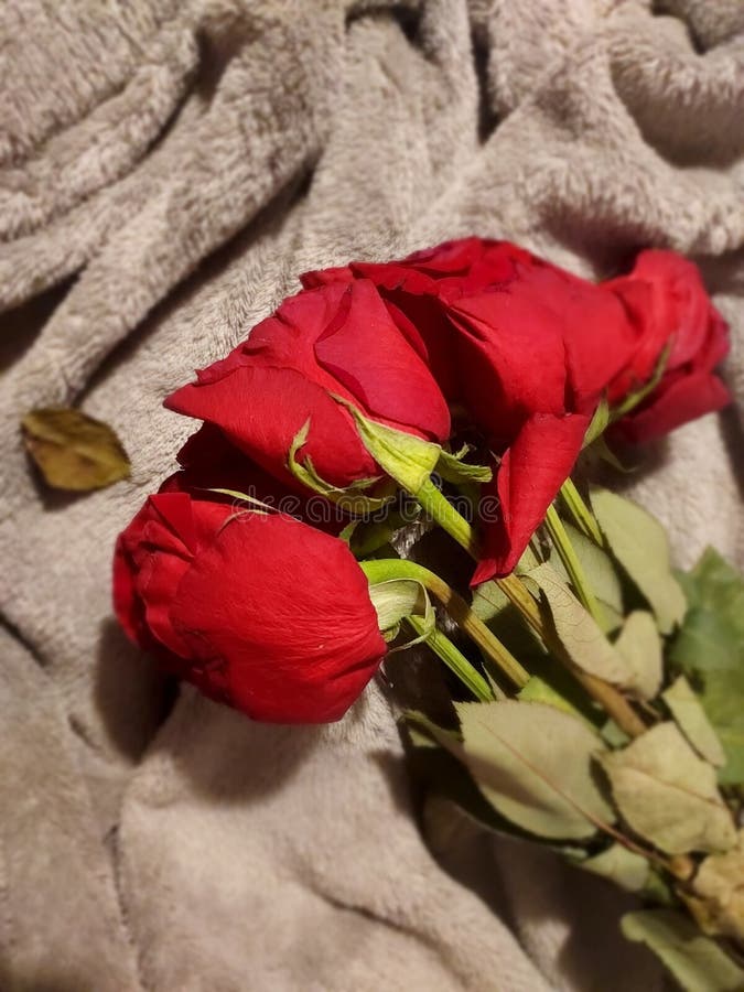 Sad Soft Rose Bouquet Bundle 6 Stock Photo - Image of produce, plant ...