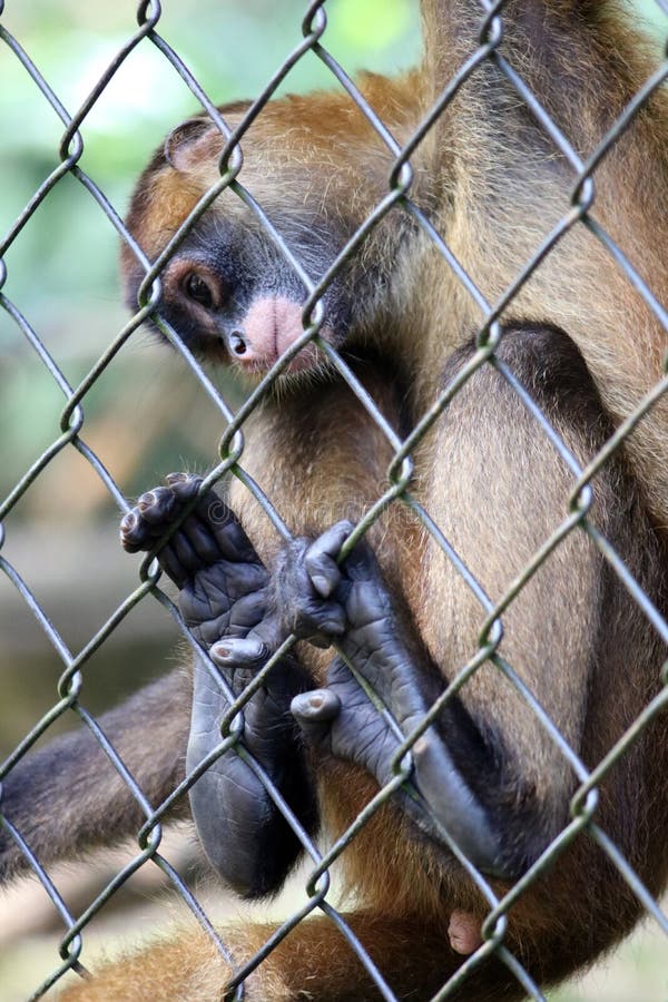 339 Angry Spider Stock Photos - Free & Royalty-Free Stock Photos from ...