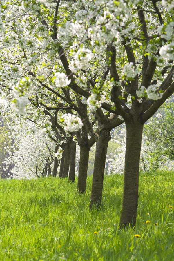 Sad - drzewa wiosenne obraz stock. Obraz złożonej z wiosna - 4994169