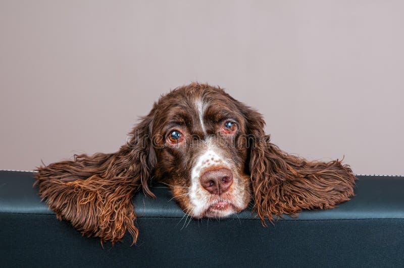 Sad springer stock image. Image of cute, face, sweet - 63057169
