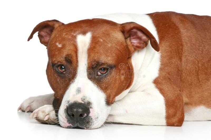 Staffordshire Terrier Cat and Ferret Stock Image - Image of mammals ...