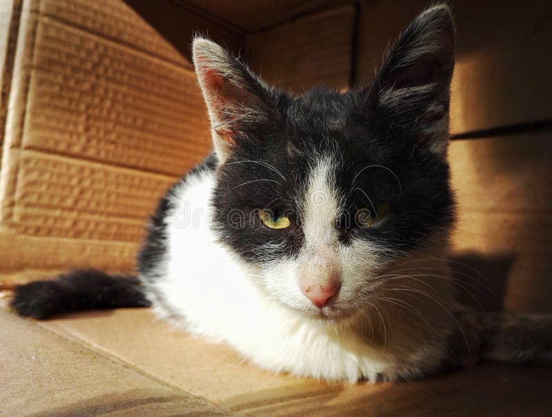 Sad sick stray cat stock photo. Image of lonely, lost - 51201968