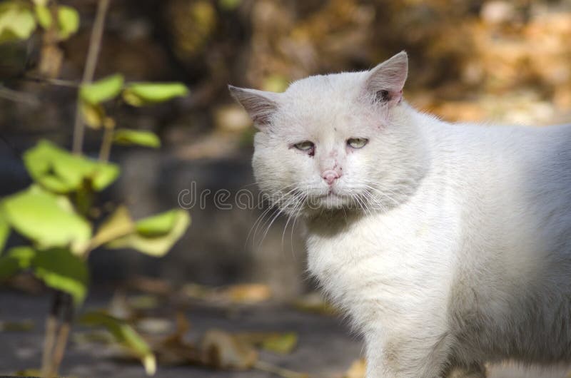 Sad Stray Cat Looking at Camera Stock Photo - Image of town, cute ...