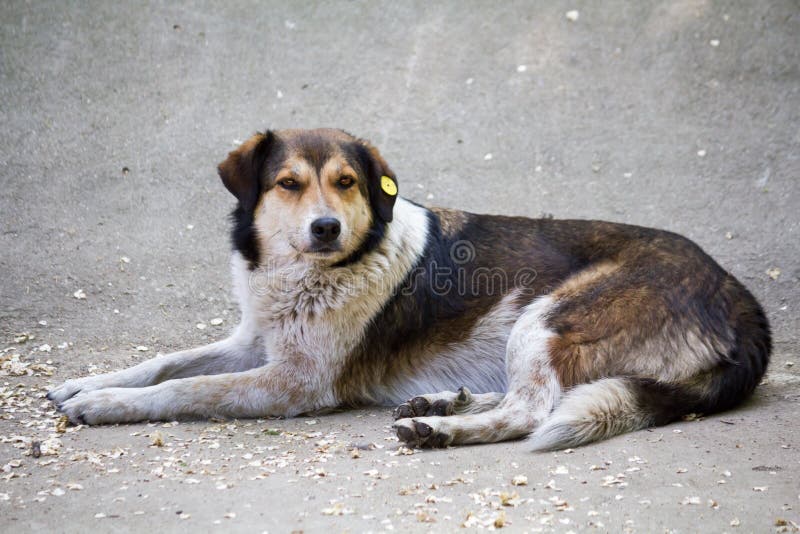 Sad stray dog stock image. Image of animals, alone, care - 24712489