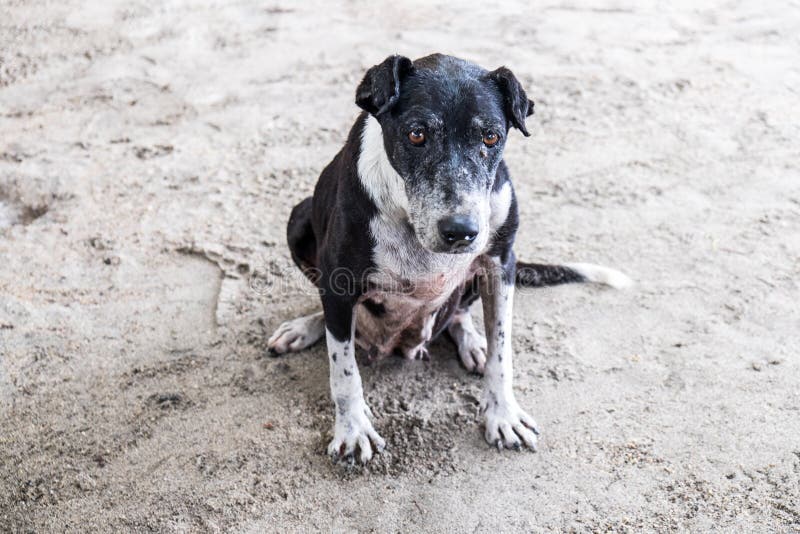 Sad Stray Dog on Beach in Samoa, South Pacific Stock Image - Image of ...