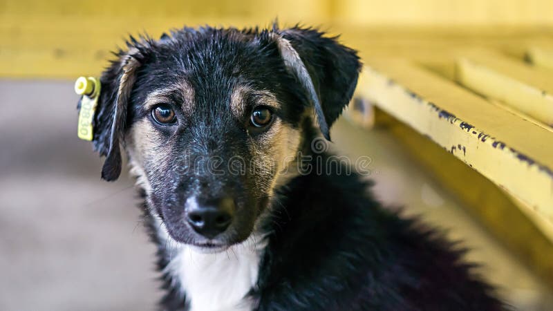 Sad Stray Dog in Black Color Stock Image - Image of domestic, sadness ...