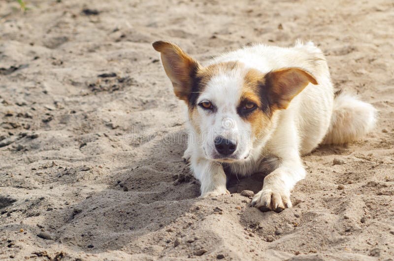 A Sad Stray Dog Lies in the Sand Stock Photo - Image of mammal, holiday ...