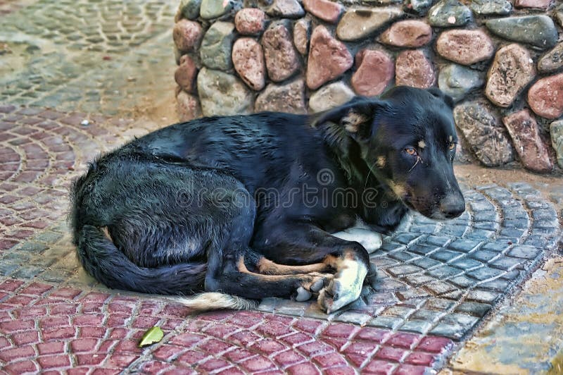 Sad stray dog lies stock image. Image of animal, head - 146580751
