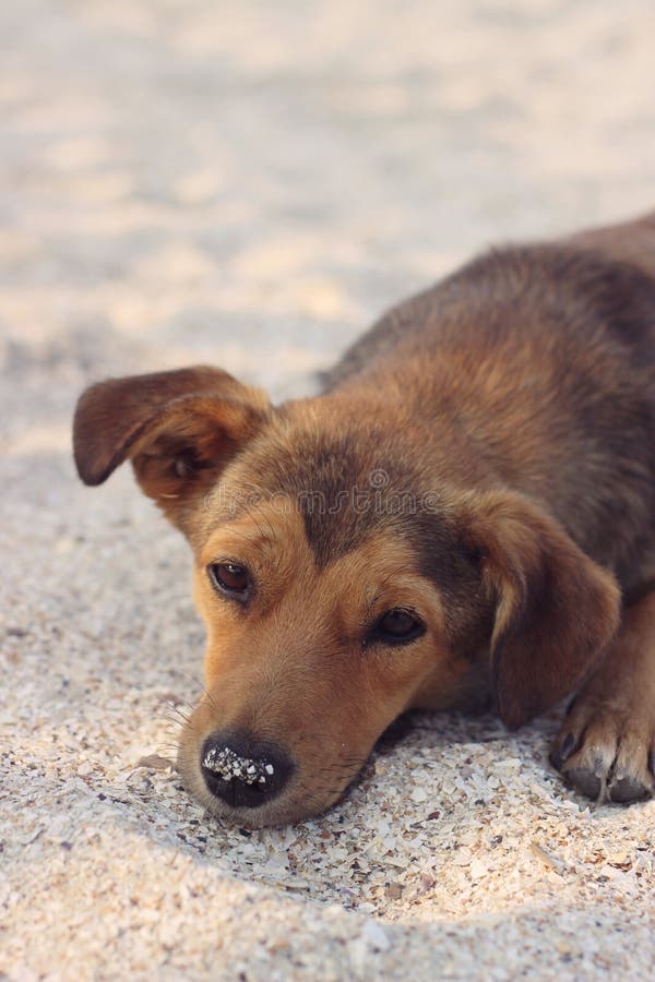 Sad stray dog in the sand stock image. Image of nose - 55043397