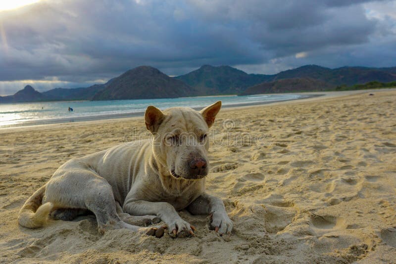 Sad Stray Dog Sleeping on Beach Stock Photo - Image of nature, cruelty ...
