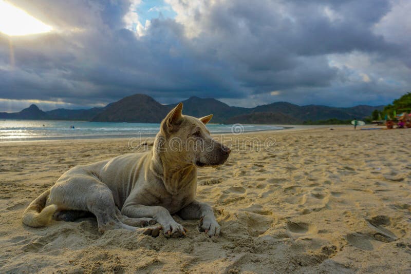 Sad Stray Dog Sleeping on Beach Stock Image - Image of abandoned ...
