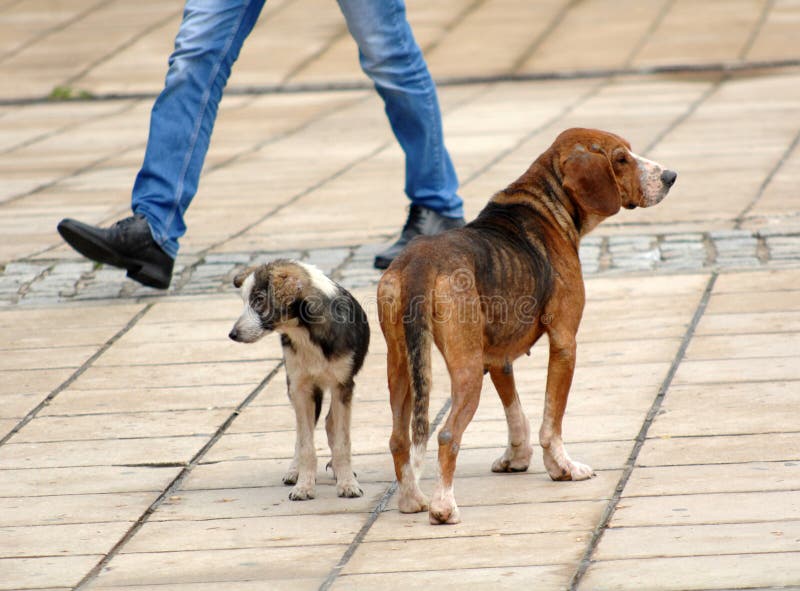 Sad Stray Dogs on the Street Stock Image - Image of creature, rescue ...