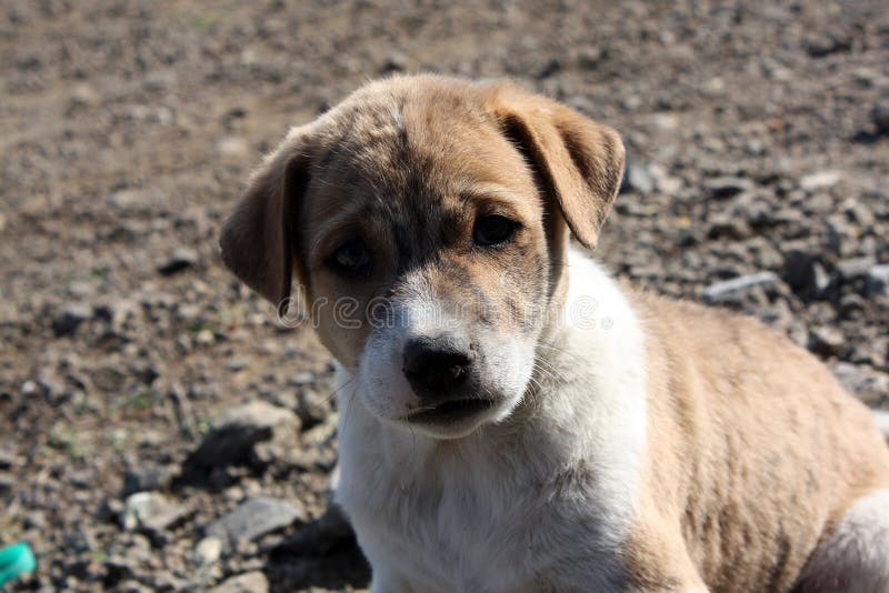 Sad Street Puppy stock image. Image of streetdog, sadeness - 14223523