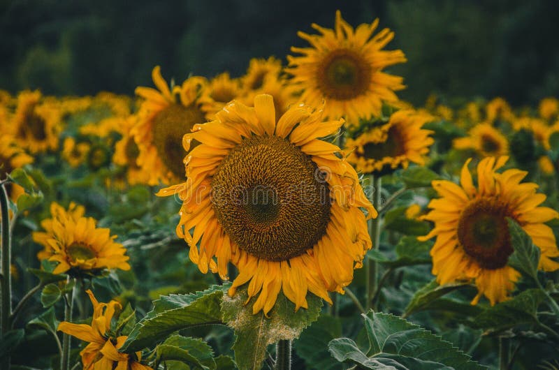 230 Sad Sunflowers Stock Photos - Free & Royalty-Free Stock Photos from ...