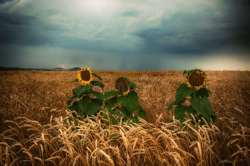 230 Sad Sunflowers Stock Photos - Free & Royalty-Free Stock Photos from ...