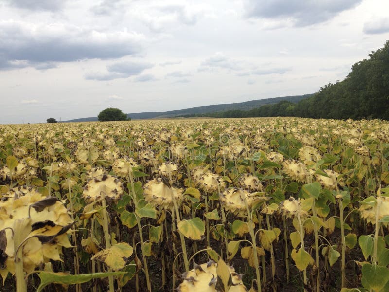 Sad sunflowers stock photo. Image of sunny, flowers, plants - 97028594