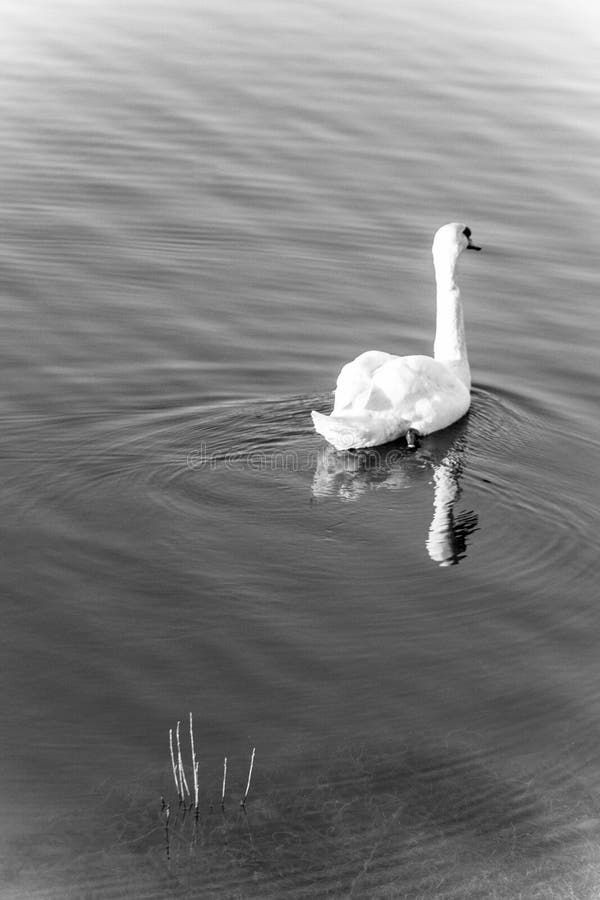 Sad swan stock image. Image of personality, grace, peaceful - 59681199