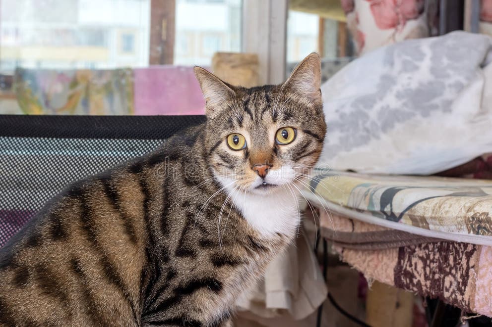 Sad Tabby Cat Lying at Home Closeup Stock Photo - Image of face, young ...