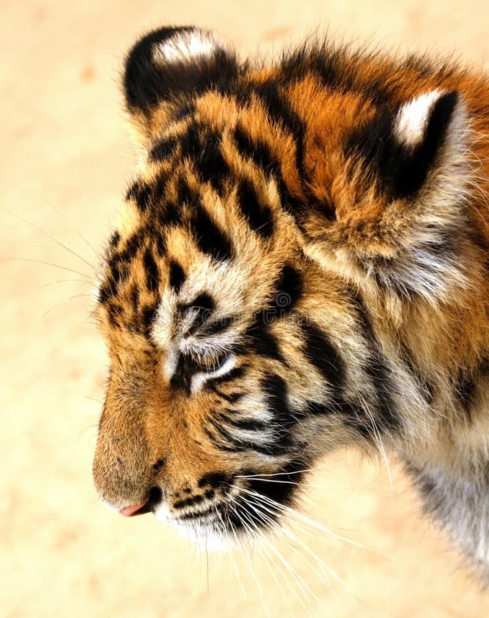 Sad Tiger Cub stock image. Image of prey, carnivore, wildlife - 4724169